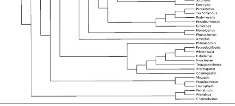 Parsimony Tree Strict Consensus Of Most Parsimonious Trees Download Scientific Diagram