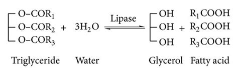 What Is The Product Of Lipase Hydrolysis Iliana Has Stone