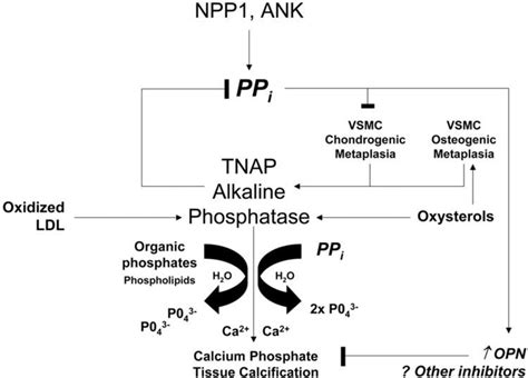 Inorganic Pyrophosphatase Alchetron The Free Social Encyclopedia