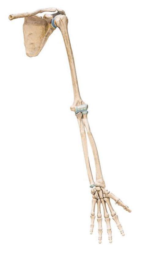 Shoulder Girdle To Bones Of The Hand Diagram Quizlet