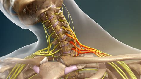 25 Facts About Neuritis With Brachial Predilection
