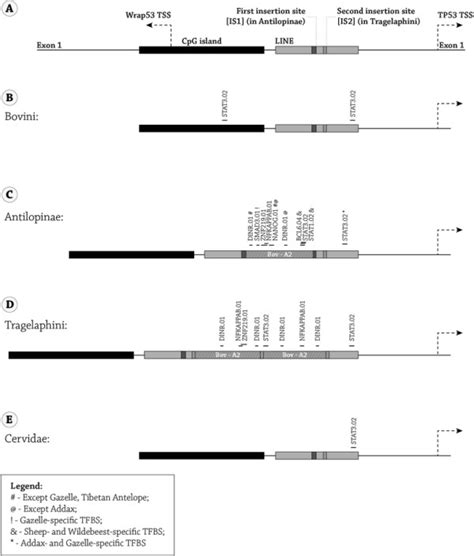 Transcription Factor Binding Site TFBS Analysis Was Performed Using Download Scientific