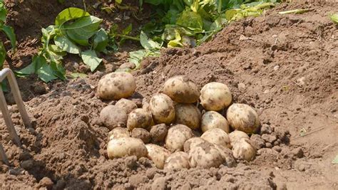 Influencing Potato Dry Matter Content Potato Grower Magazine