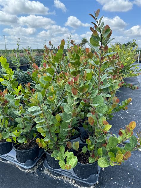 Coco Plum Hedge Florida Cocoplum Shrub With Young Light Green Leaves