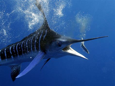 Marlin Bunte Bilder