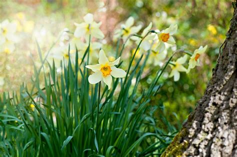 Garden Jobs And Tips For March