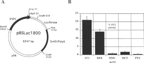 Figure 1 From Identification And Characterization Of A Fibroblast Marker Fsp 1 Semantic Scholar