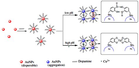 5 The Detection Of Da Based On Cross Linking Aggregation Of Aunps In Download Scientific