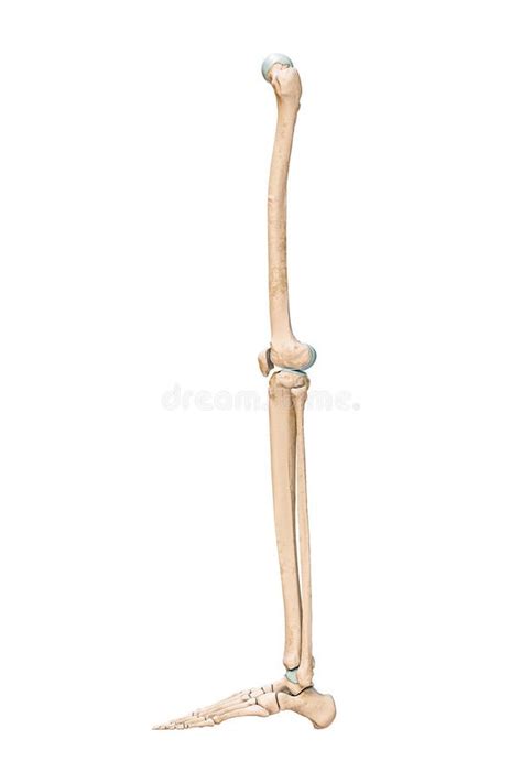 Anatomy Lower Leg Foot Bones Stock Illustrations 296 Anatomy Lower