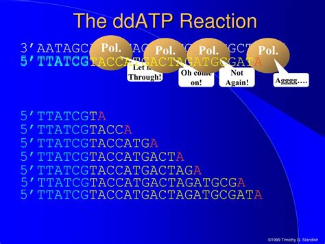 Ppt Dna Sequencing Powerpoint Presentation Free Download Id 6200272
