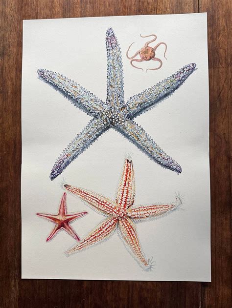 Echinoderms Poster Lifeforms Art For Starfish Lovers