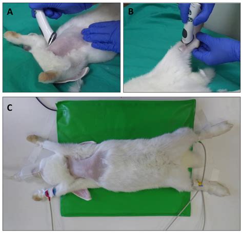 Percutaneous Contrast Echocardiography Guided Intramyocardial Injection And Cell Delivery In A