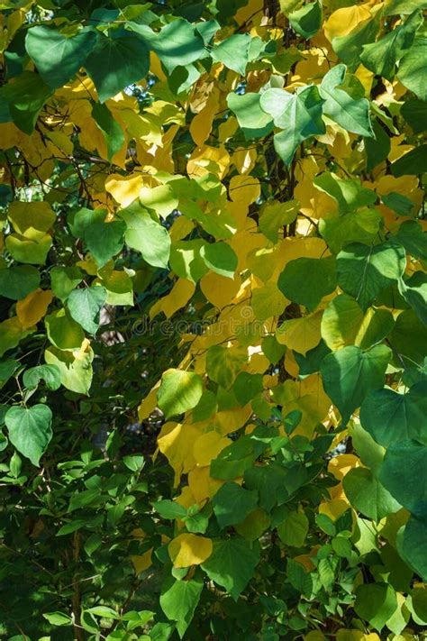 Close Up Of Yellow And Green Leaves Of Eastern Redbud Or Eastern Redbud Cercis Canadensis