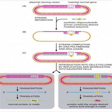 Pbluescript Ii Sk Multiple Cloning Site Region Source Agilent