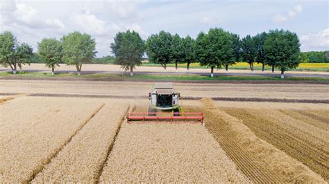 여름에 밀을 수확 현장에서 일하는 수확기 기계 황금 잘 익은 밀 필드를 수확 수확 농업 기계를 결합합니다 농업 공중 보기 위에서 0명에 대한 스톡 사진 및 기타 이미지