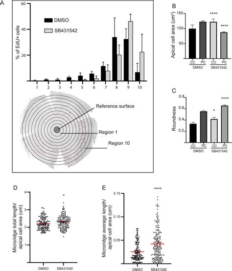 Tgf Beta Receptor Inhibitor Affects Cell Dynamics And Morphology During Download Scientific