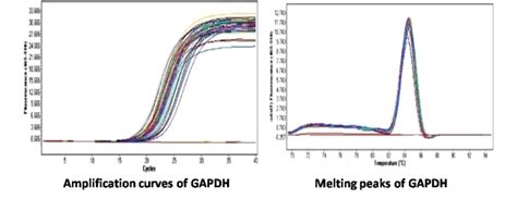 A Amplification Curves Of Gadph B Melting Peaks Of Gadph Note