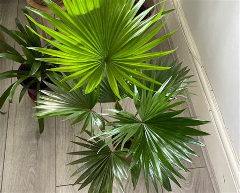 Why Are My Chinese Fan Palm Leaves Dropping 🍂