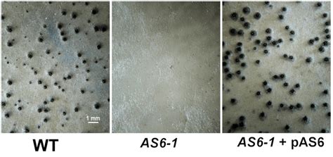 Perithecium Production In The Indicated Strains Download Scientific