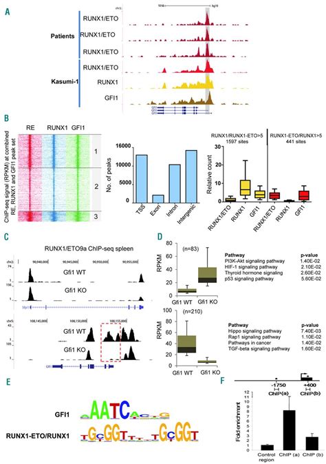 Gfi1 Is Required For Runx1eto Positive Acute Myeloid Leukemia