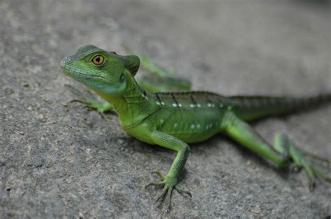 A Green Lizard Beautiful Reptile Isnt It Costa Rica Wildlife