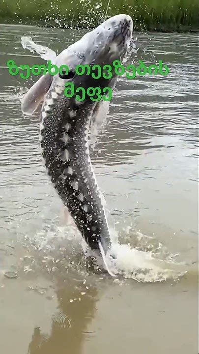 ზუთხი თევზების მეფე თევზაობა Youtube