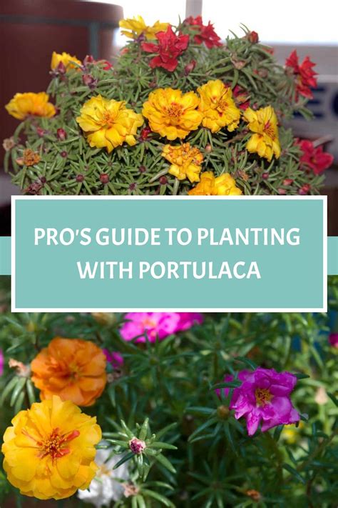Pros Guide To Planting With Portulaca Portulaca Garden Plant Care