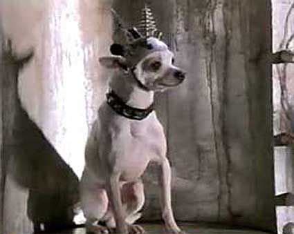 Empire Of The Chihuahua Movies Chihuahua Chihuahua Love Kittens