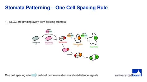 PPT Stomata Development PowerPoint Presentation Free Download ID