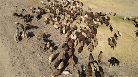 Aerial Sheep Drone Stock Footage VideoHive