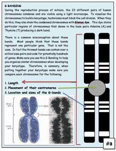The Karyotyping Lab A Comprehensive Hands On Experience Teaching Resources