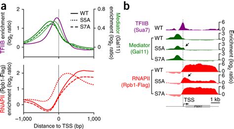 Mediator Occupancy Shifts Toward Core Promoters In The Absence Of Ctd Download Scientific