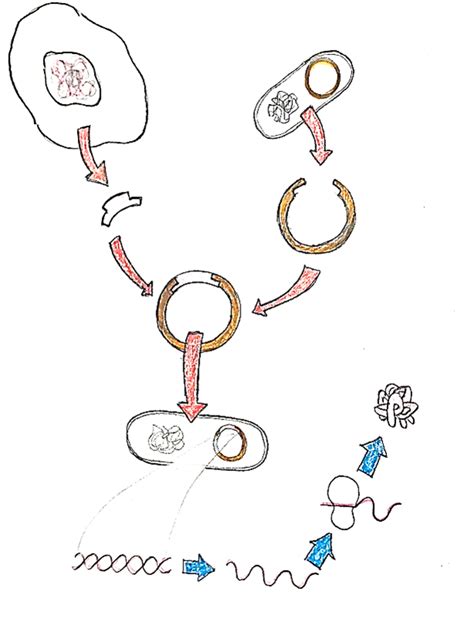 Bacterial Transformation
