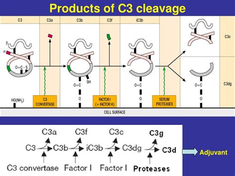 PPT The Complement System PowerPoint Presentation Free Download ID