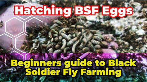 Hatching Bsf Eggs Black Soldier Fly Eggs Hatching Guide Youtube