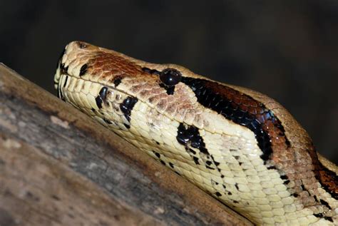 Python Boa Constrictor Stock Image Image Of Python Constrictor 8904623