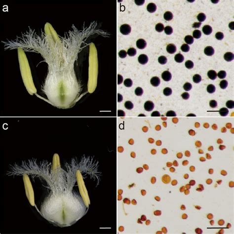 Phenotype Comparison Of Bs366 Anthers And Pollen Under Cold Sterile