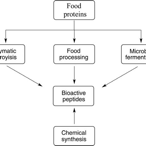 PDF Bioactive Peptides A Review