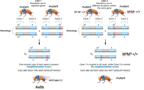 mutation complementation gene structure and gene function flashcards