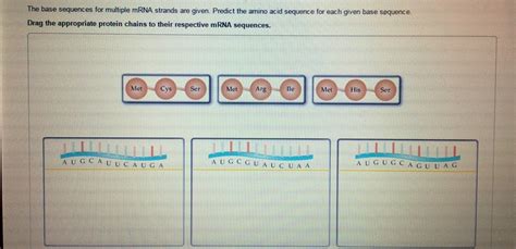 Solved The Base Sequences For Multiple MRNA Strands Are Chegg Com