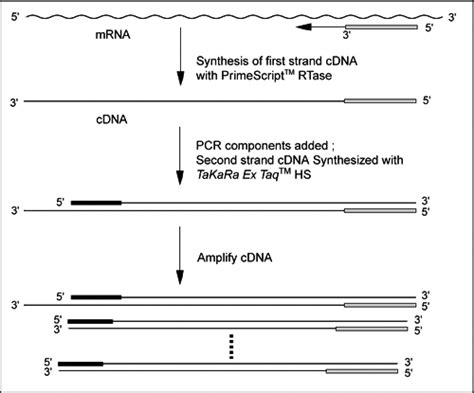 Cdna Synthesis Kits