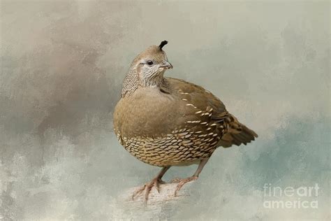 California Quail Female Photograph By Eva Lechner Fine Art America