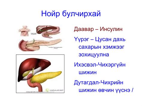 дотоод шүүрлийн булчирхай Odp