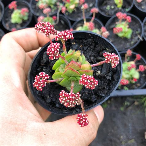 Products Page 8 Let Love Grow Succulent And Cactus