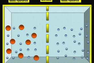 Diffusion Of Water Biological Science Picture Directory Pulpbits Net