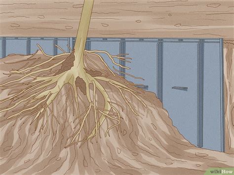How To Limit Fruit Tree Growth Using A Root Barrier