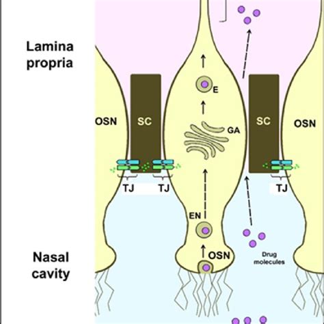 Pdf Evaluation Of Intranasal Delivery Route Of Drug Administration For Brain Targeting
