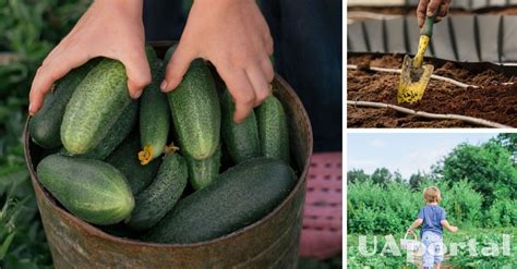 Як підготувати грядку під огірки у відкритому ґрунті в осінню пору поради садоводів