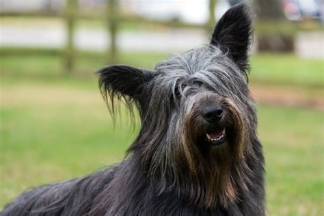 Skye Terrier One Of The Rarest Terriers Facing The Threat Of Extinction