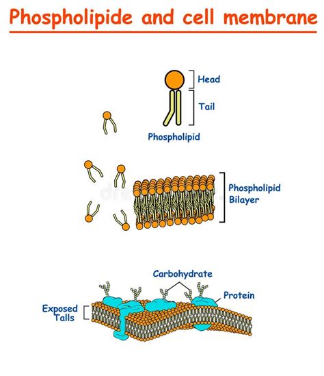 Phospholipid Structure Stock Illustrations 698 Phospholipid Structure Stock Illustrations